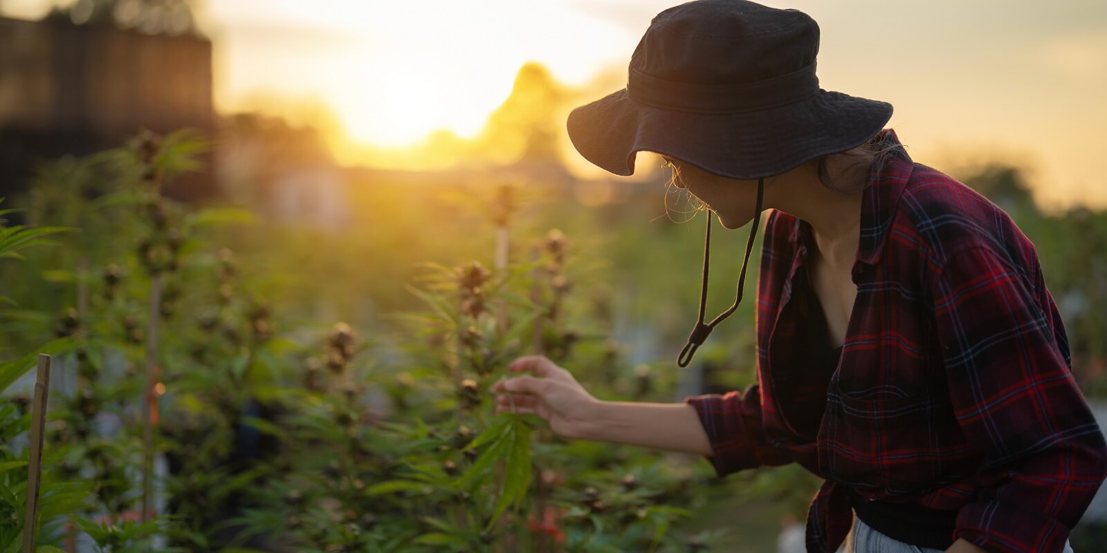 Boston’s First Recreational Cannabis Dispensary | Pure Oasis
